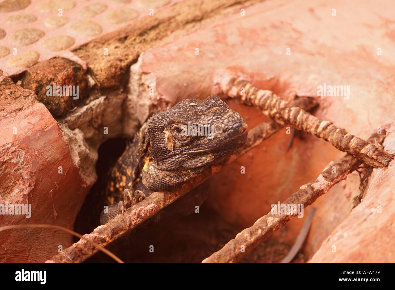 Frog front view hi-res stock photography and images - Alamy