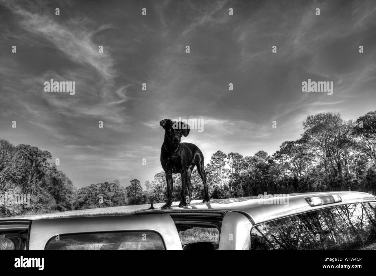Trees top view Black and White Stock Photos & Images - Alamy