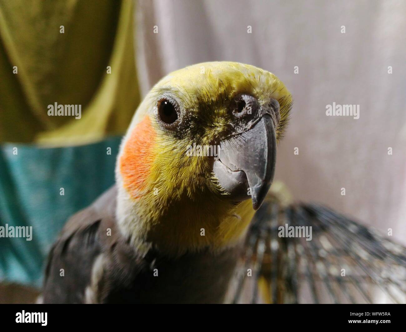Close up cockatiel hi-res stock photography and images - Alamy