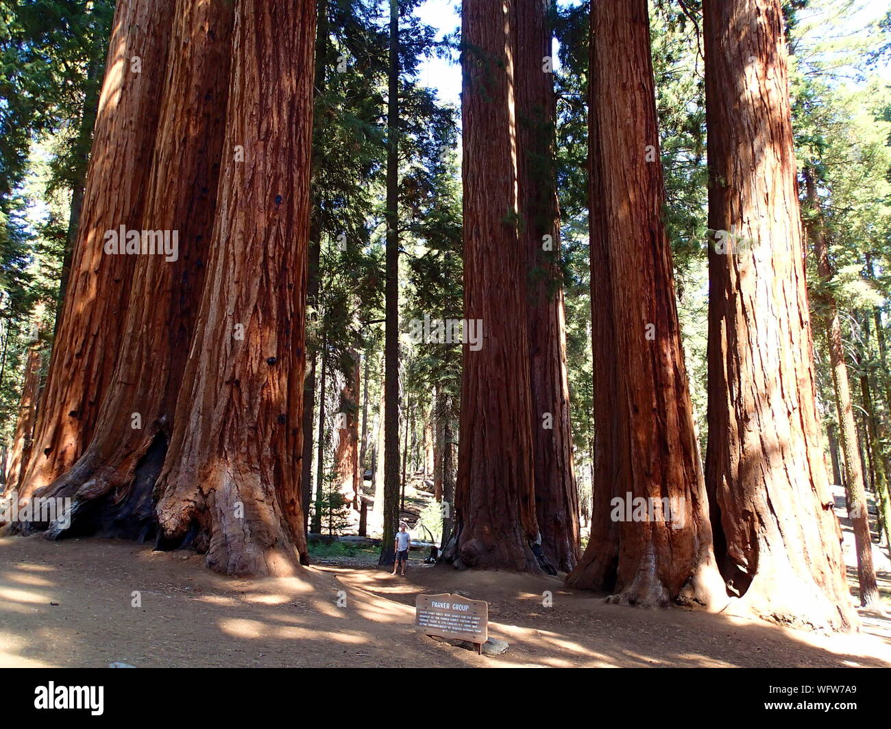 Giant tall trees hi-res stock photography and images - Alamy