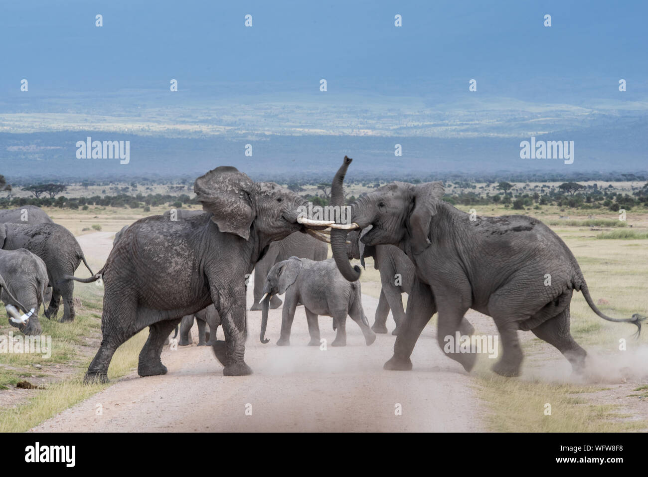 African wildlife fighting hi-res stock photography and images - Alamy