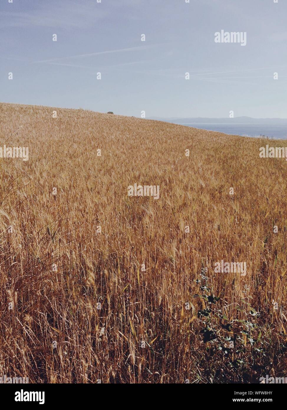 Greece wheat hi-res stock photography and images - Alamy