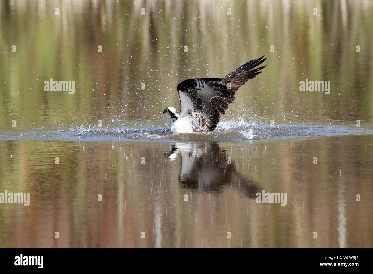 Bird splashing water with its wings hi-res stock photography and images ...