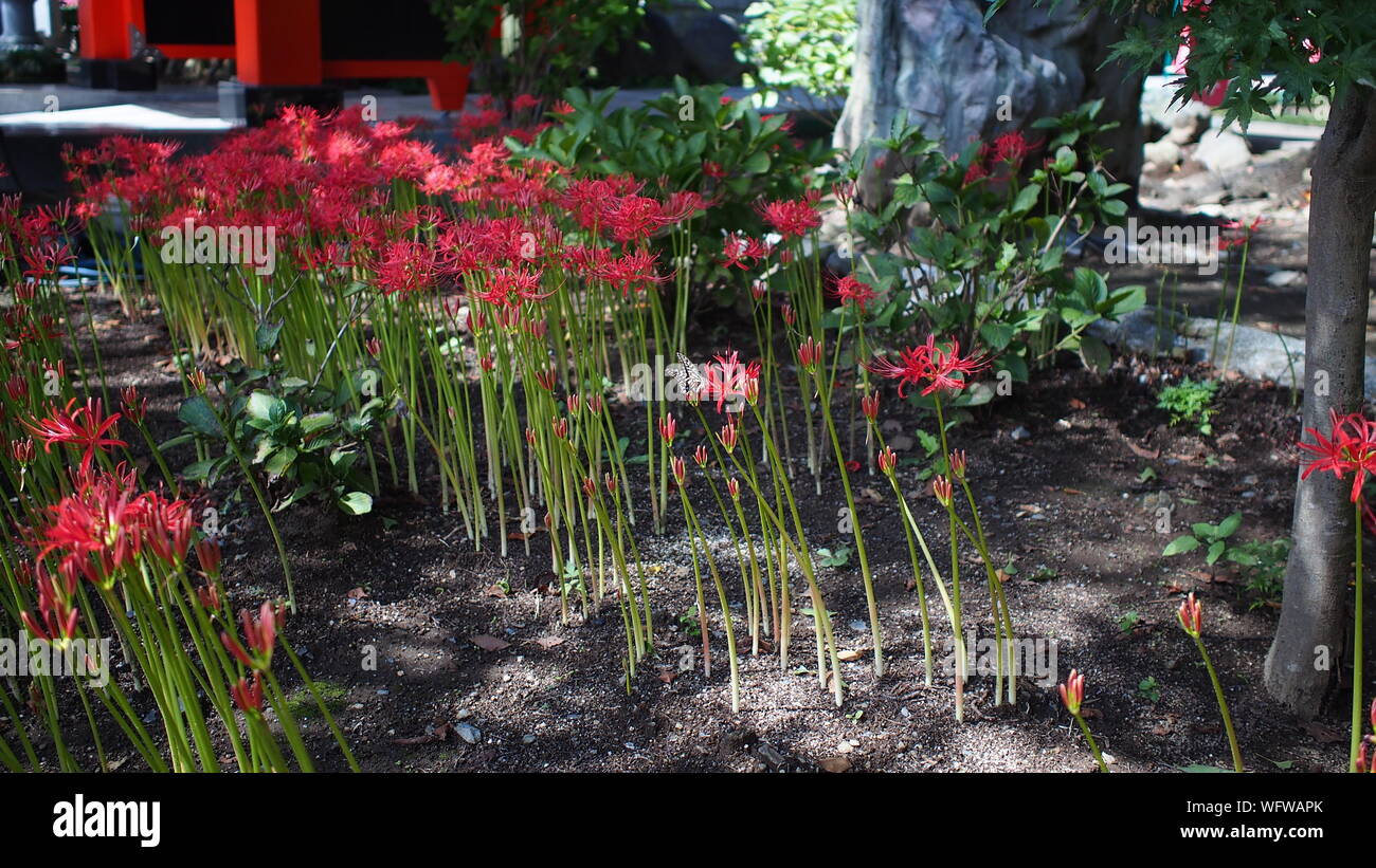 On red spider lily hi-res stock photography and images - Alamy