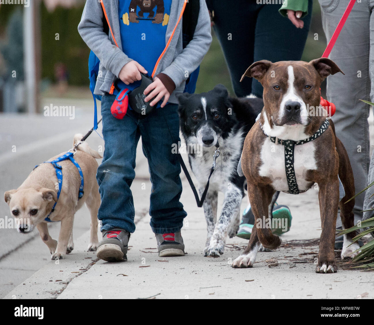 People walking dogs hi-res stock photography and images - Alamy