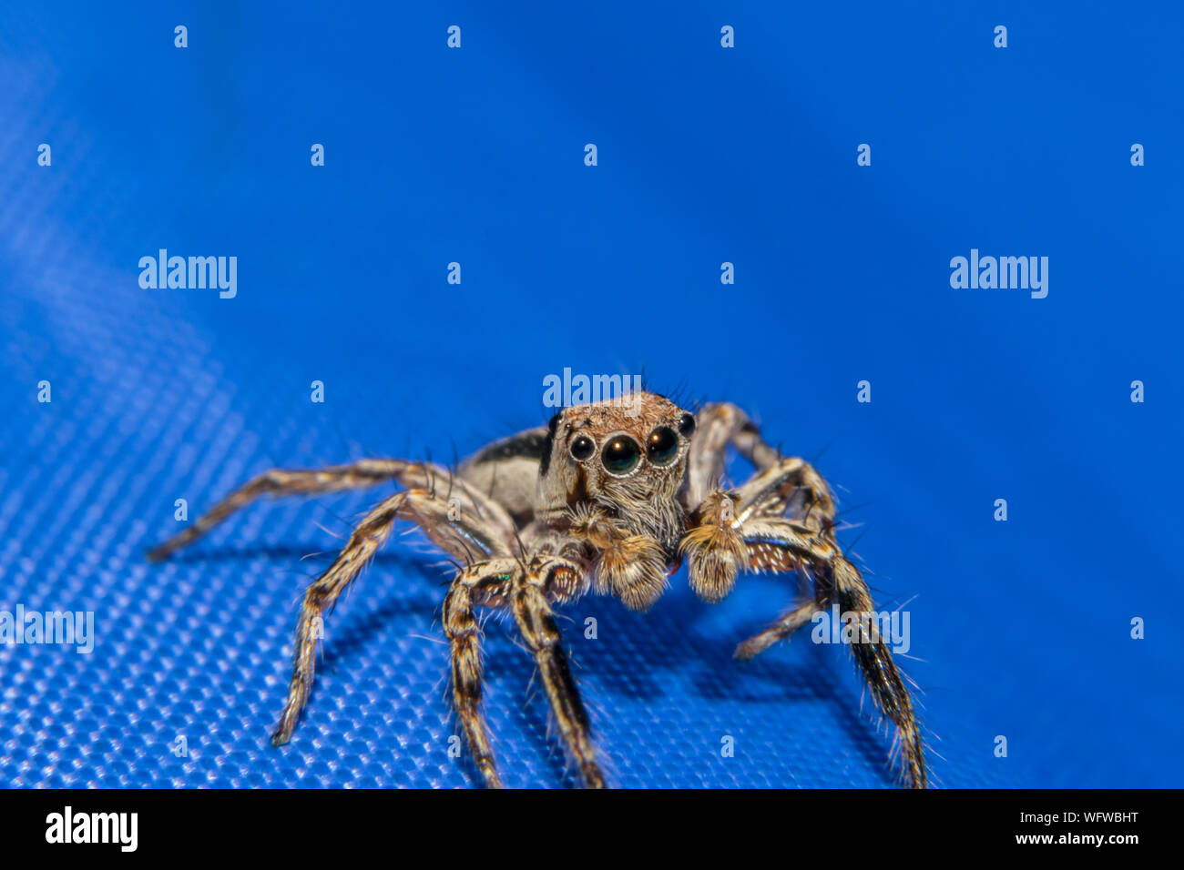 Blue jumping spider hi-res stock photography and images - Alamy