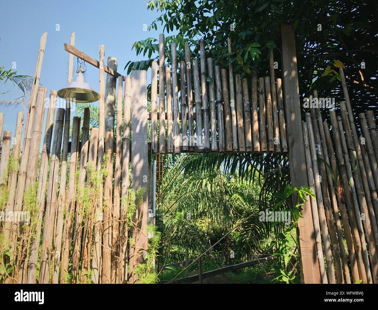 View Of Bamboo Trees Stock Photo - Alamy