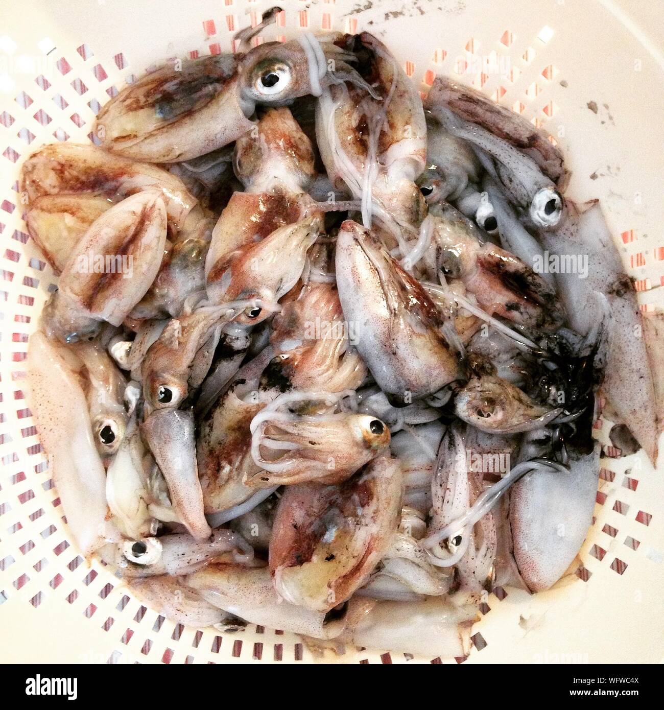 Dead Cuttlefish High Resolution Stock Photography and Images - Alamy