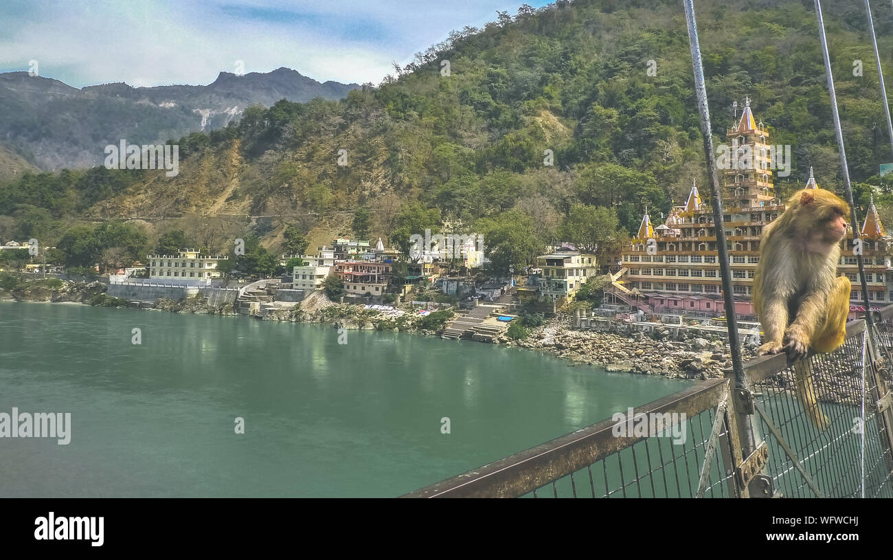 Monkey on bridge hi-res stock photography and images - Alamy