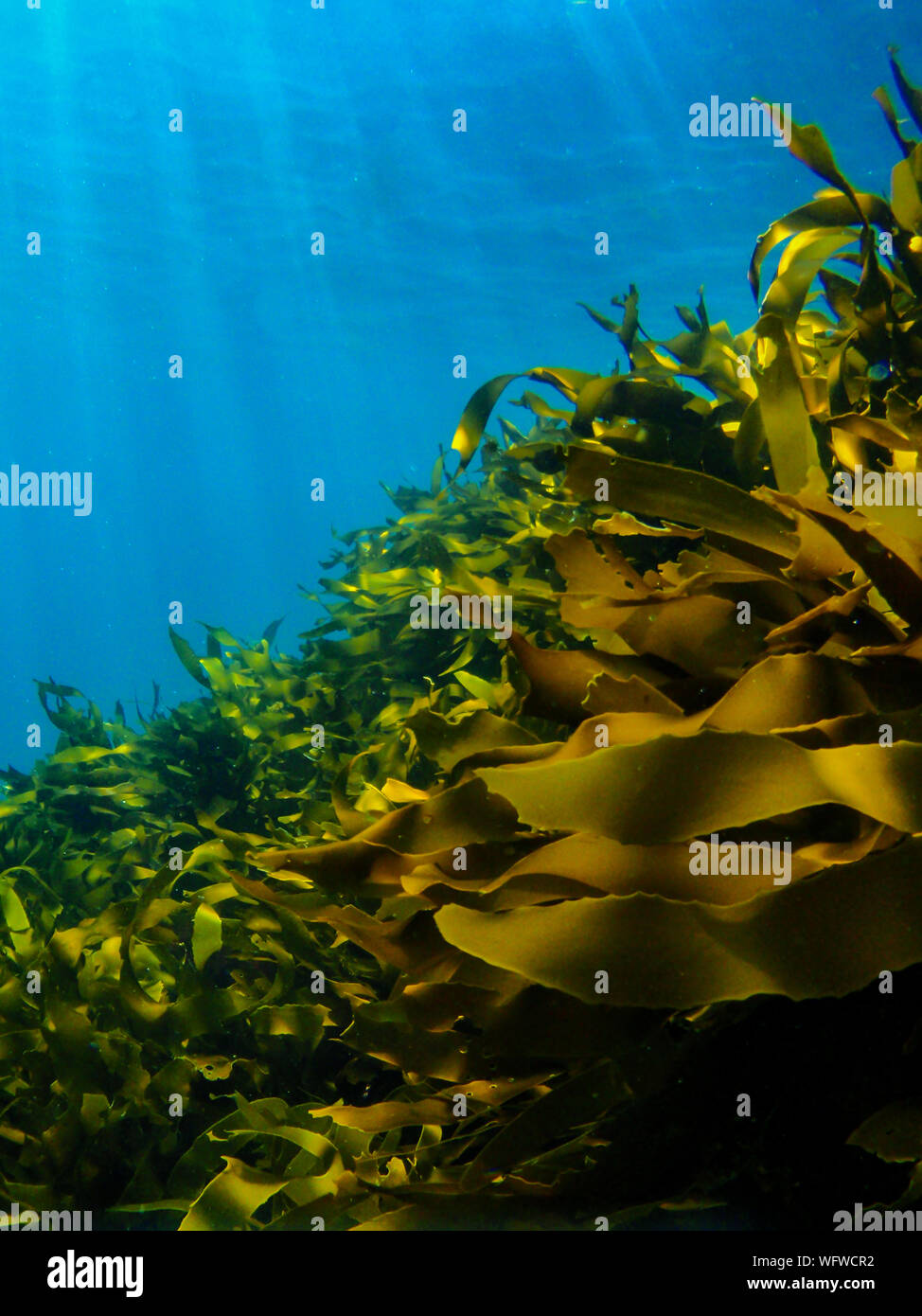 Underwater plants algae hi-res stock photography and images - Alamy