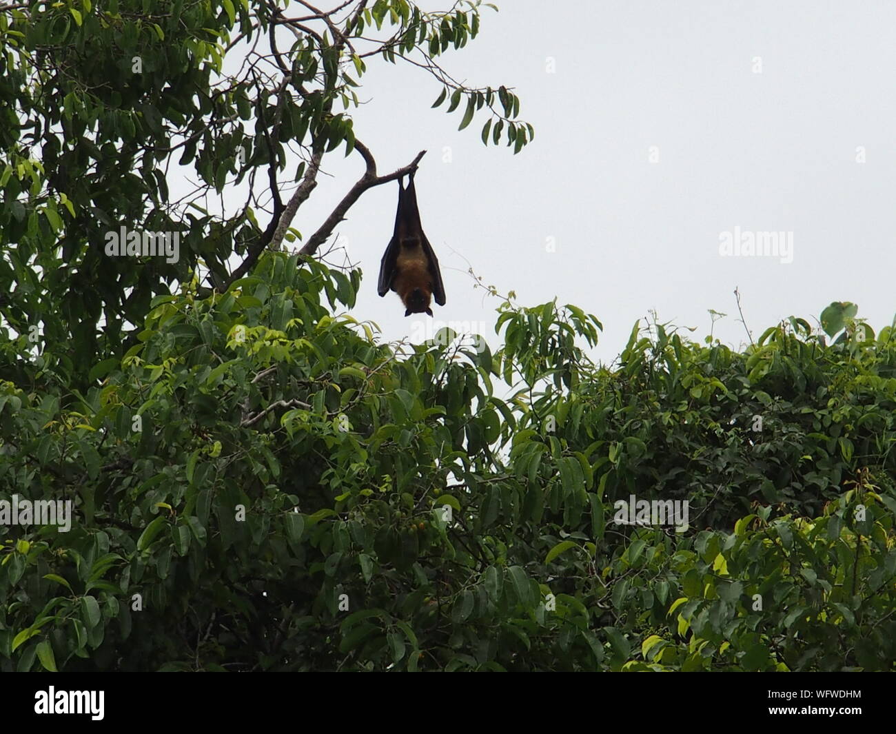 Fruit bat hanging in tree hi-res stock photography and images - Alamy