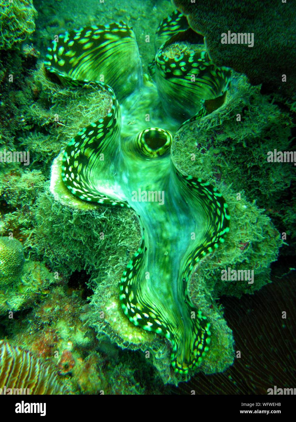 Clam sea hi-res stock photography and images - Alamy