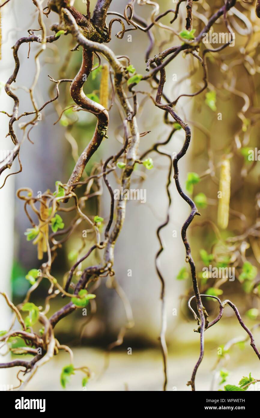 Growing vines hi-res stock photography and images - Alamy