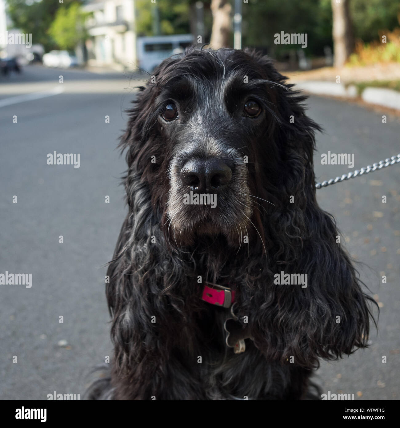 English Cocker Spaniel Black High Resolution Stock Photography and ...
