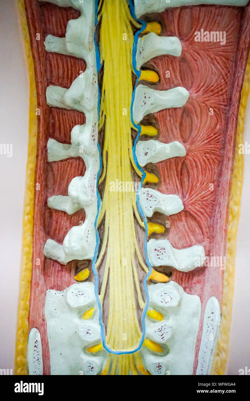 Anatomical organ hi-res stock photography and images - Alamy