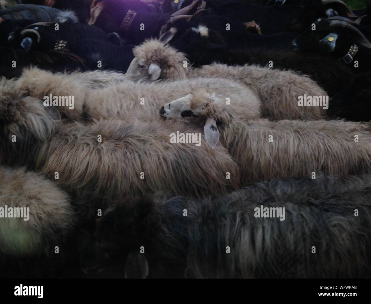 Herd_sheep hi-res stock photography and images - Alamy