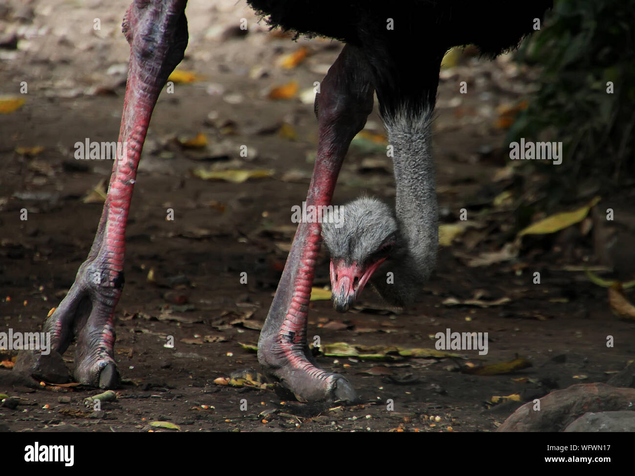Ostrich leg hi-res stock photography and images - Alamy