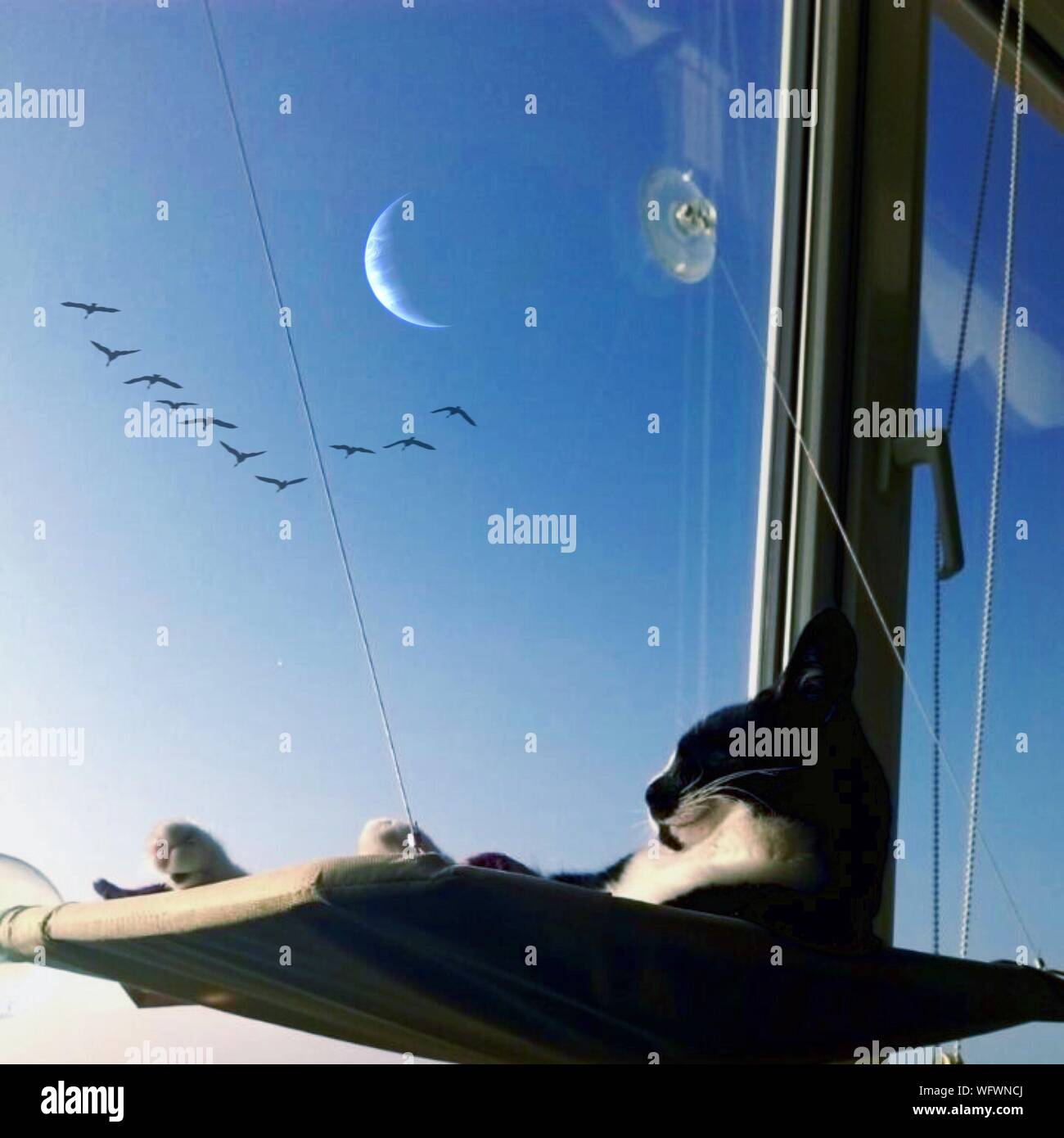Cat bird window hi-res stock photography and images - Alamy