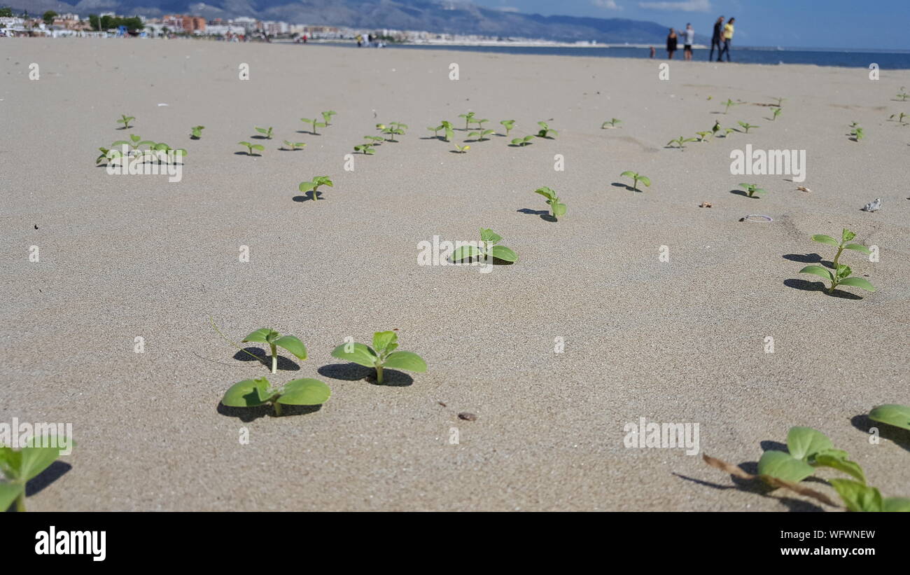 Sand growing plants hi-res stock photography and images - Alamy