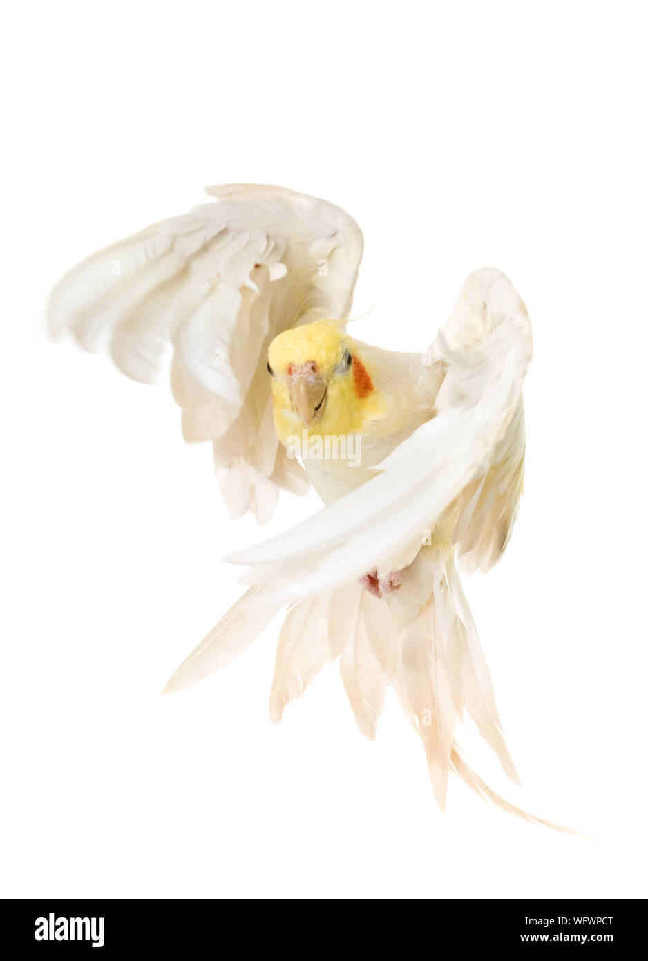 Flying cockatoo hi-res stock photography and images - Alamy