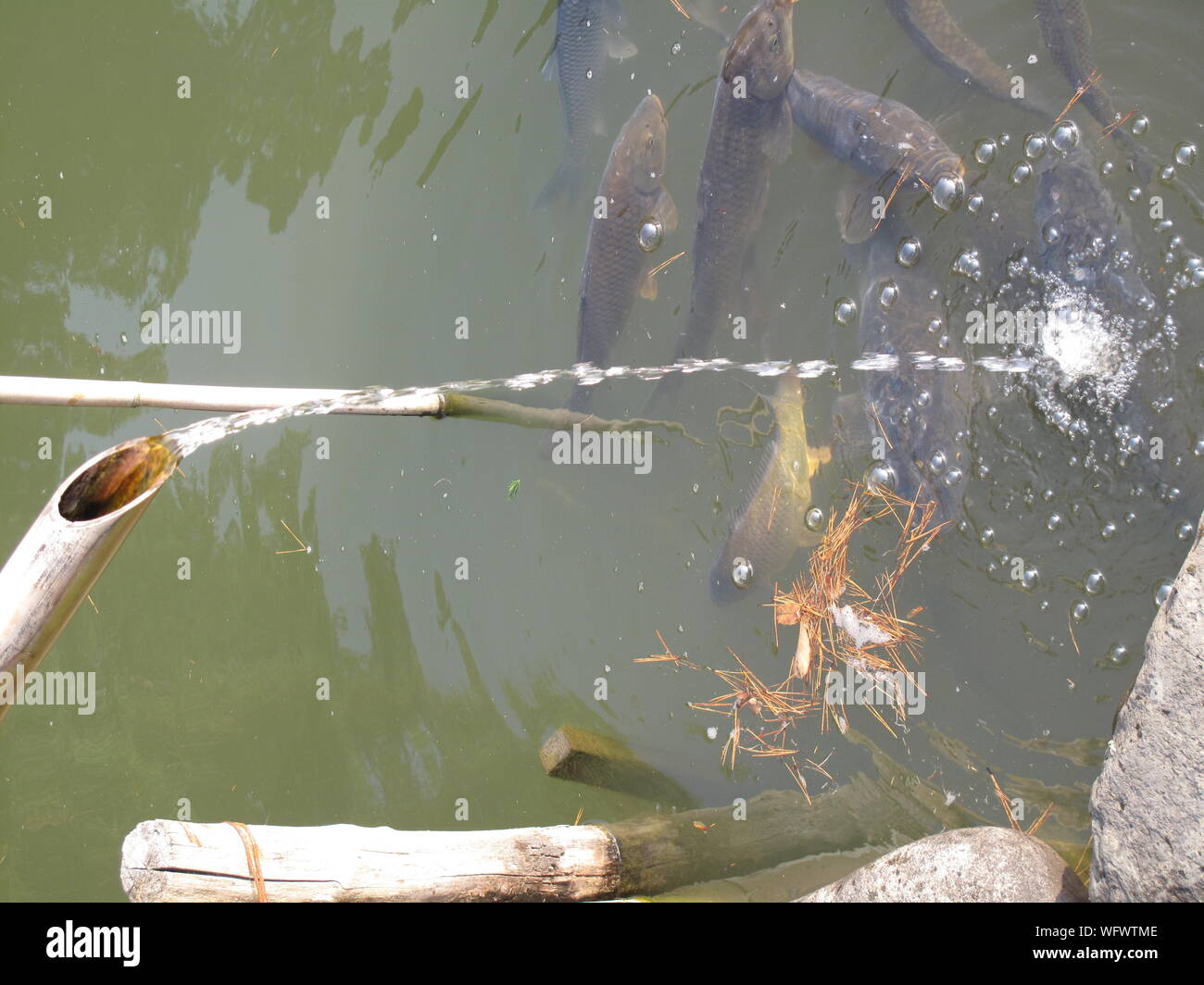 Fountain of fish hi-res stock photography and images - Alamy