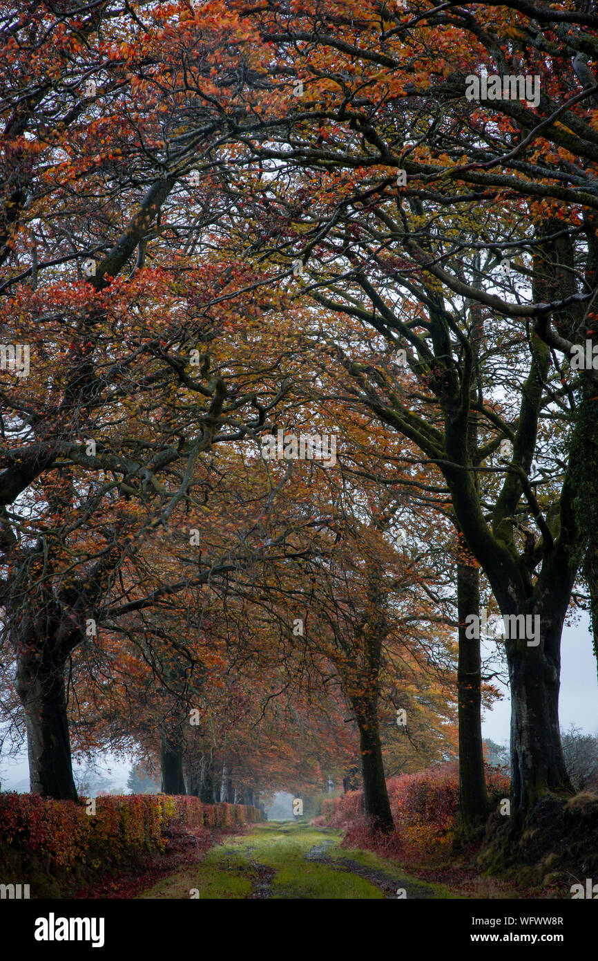 Autumnal tree lined lane, Somerset, UK Stock Photo - Alamy