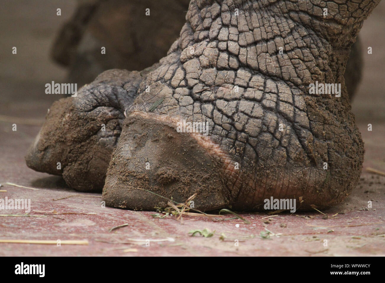 Close african elephant foot hi-res stock photography and images - Alamy
