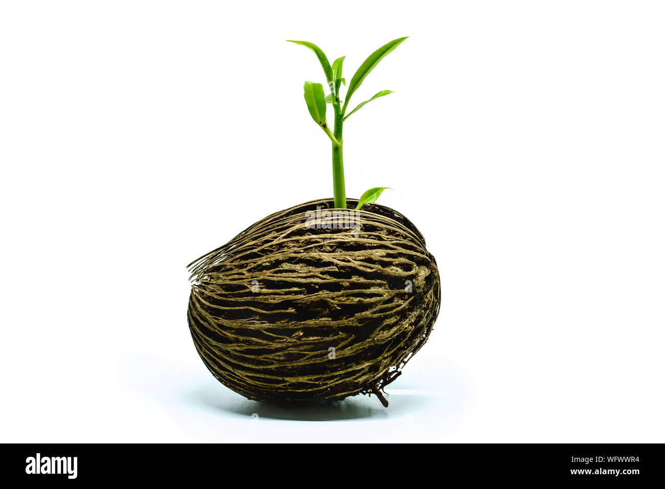 Growing from seed hi-res stock photography and images - Alamy