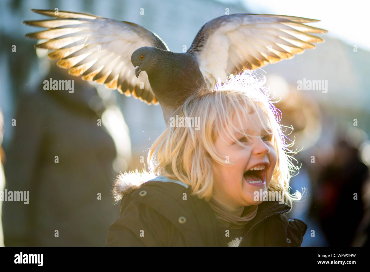 Laughing Pigeon High Resolution Stock Photography and Images - Alamy