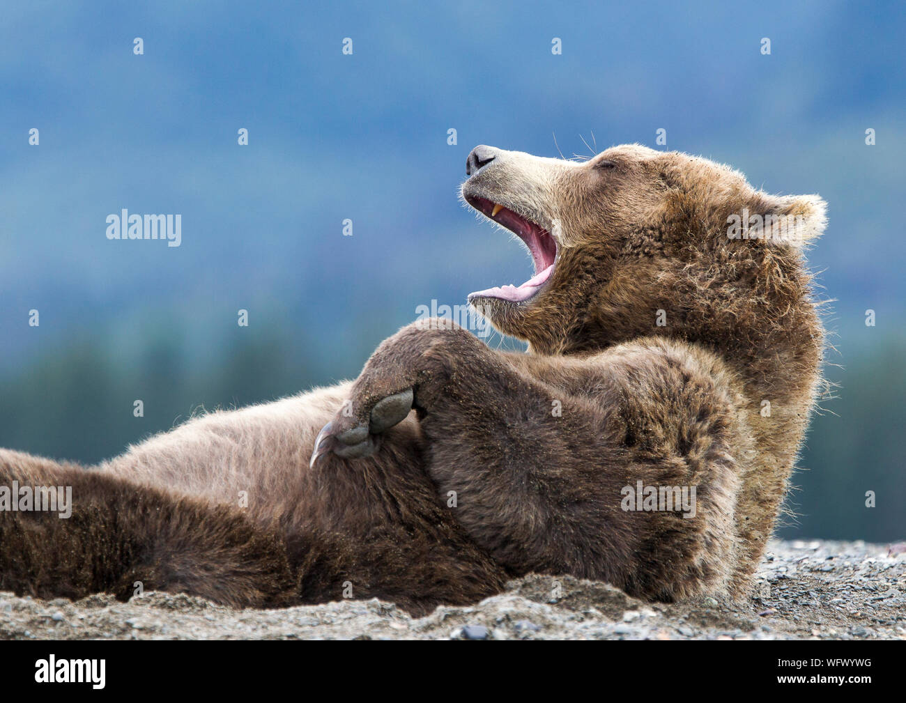Yawning bear hi-res stock photography and images - Alamy