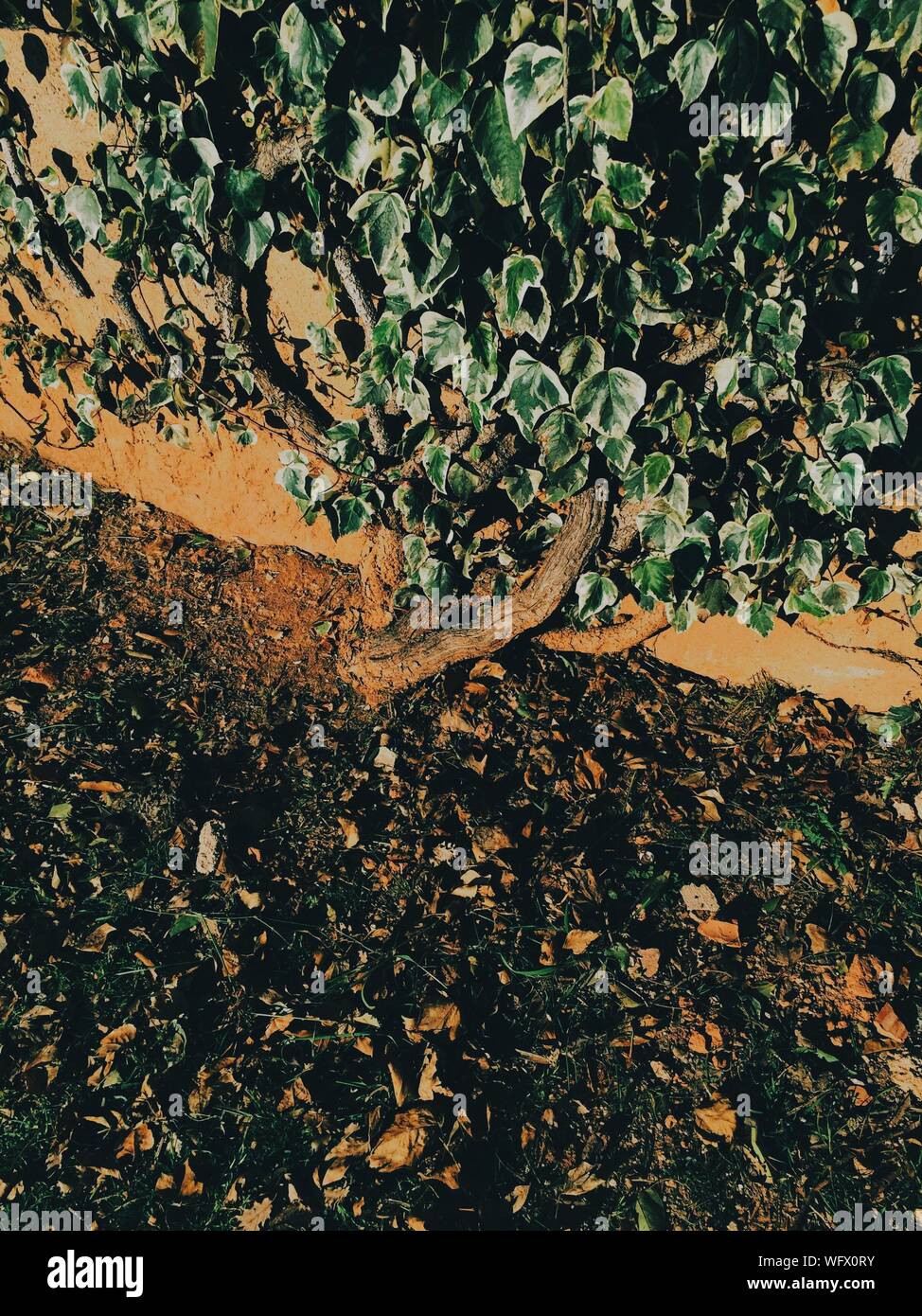 Tree growing against wall hi-res stock photography and images - Alamy