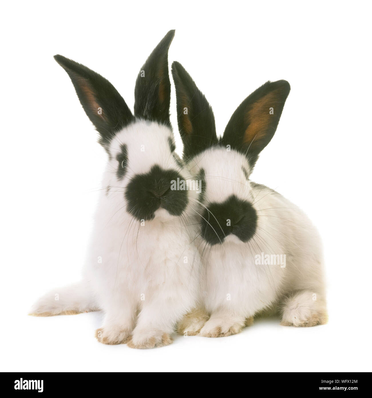 Cute rabbits studio hi-res stock photography and images - Alamy