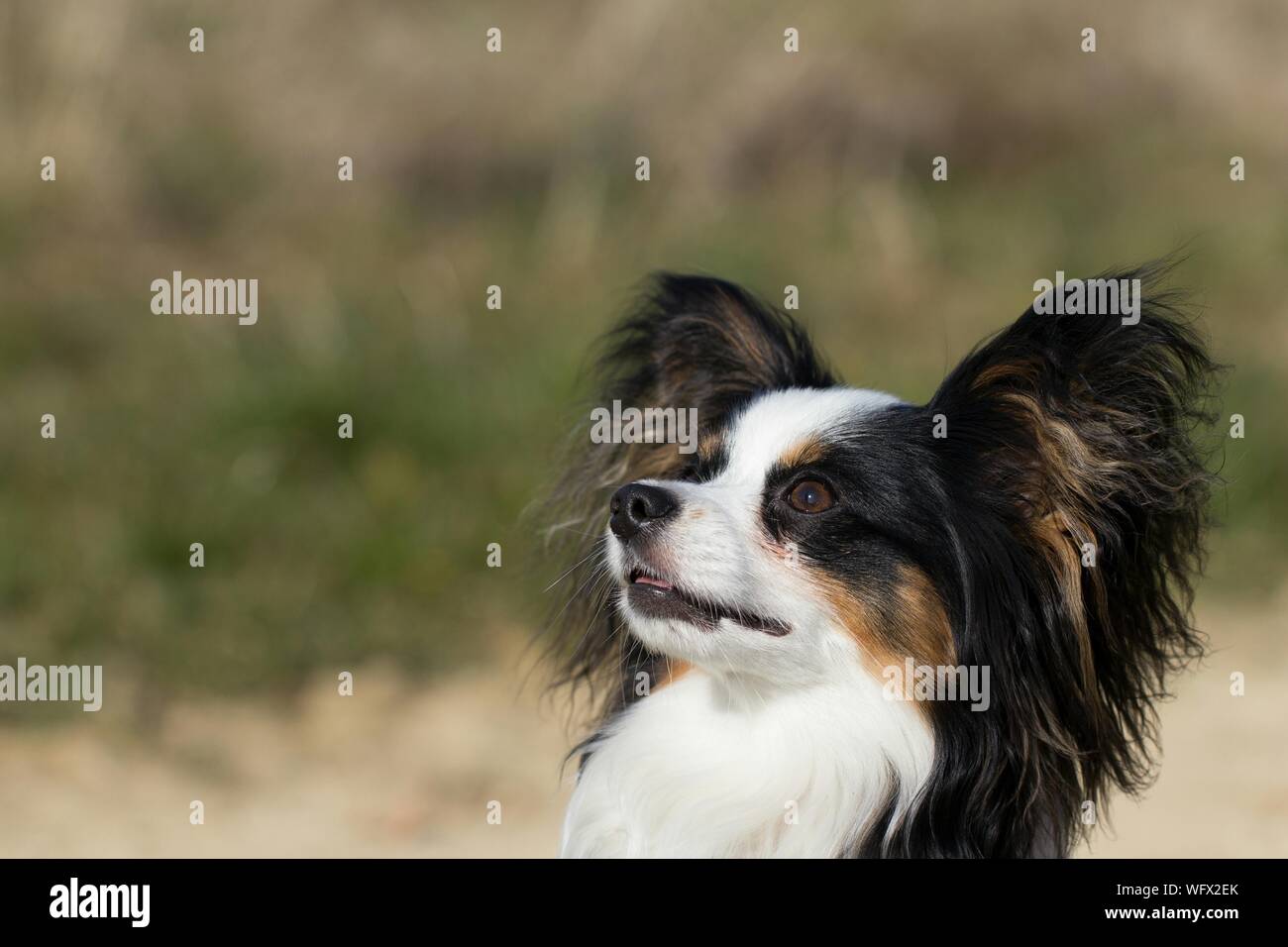 On Papillon High Resolution Stock Photography and Images - Alamy