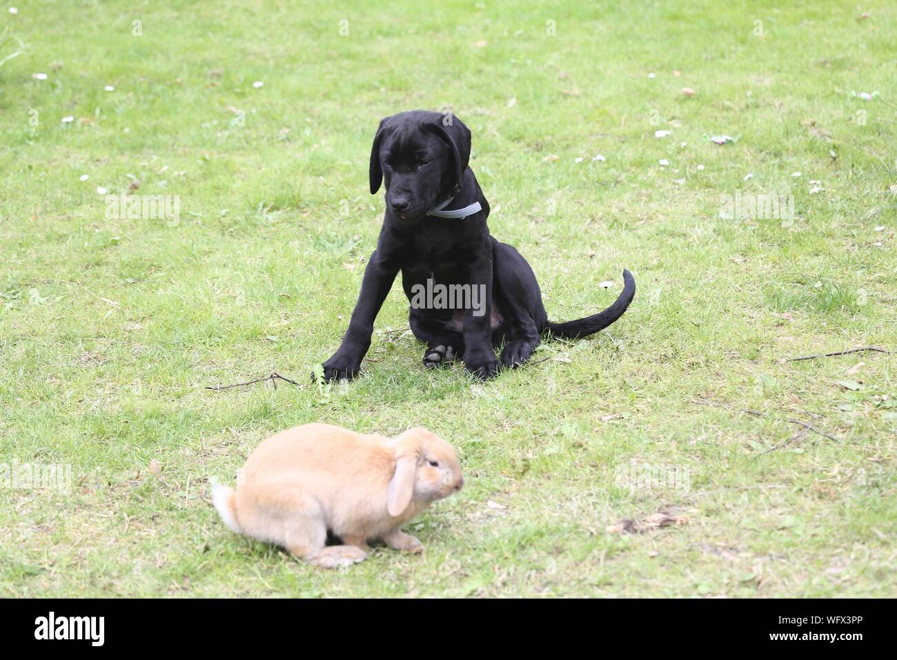 Are Labradors Good With Rabbits