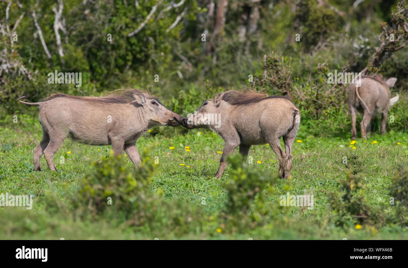 Warthogs fighting hi-res stock photography and images - Alamy