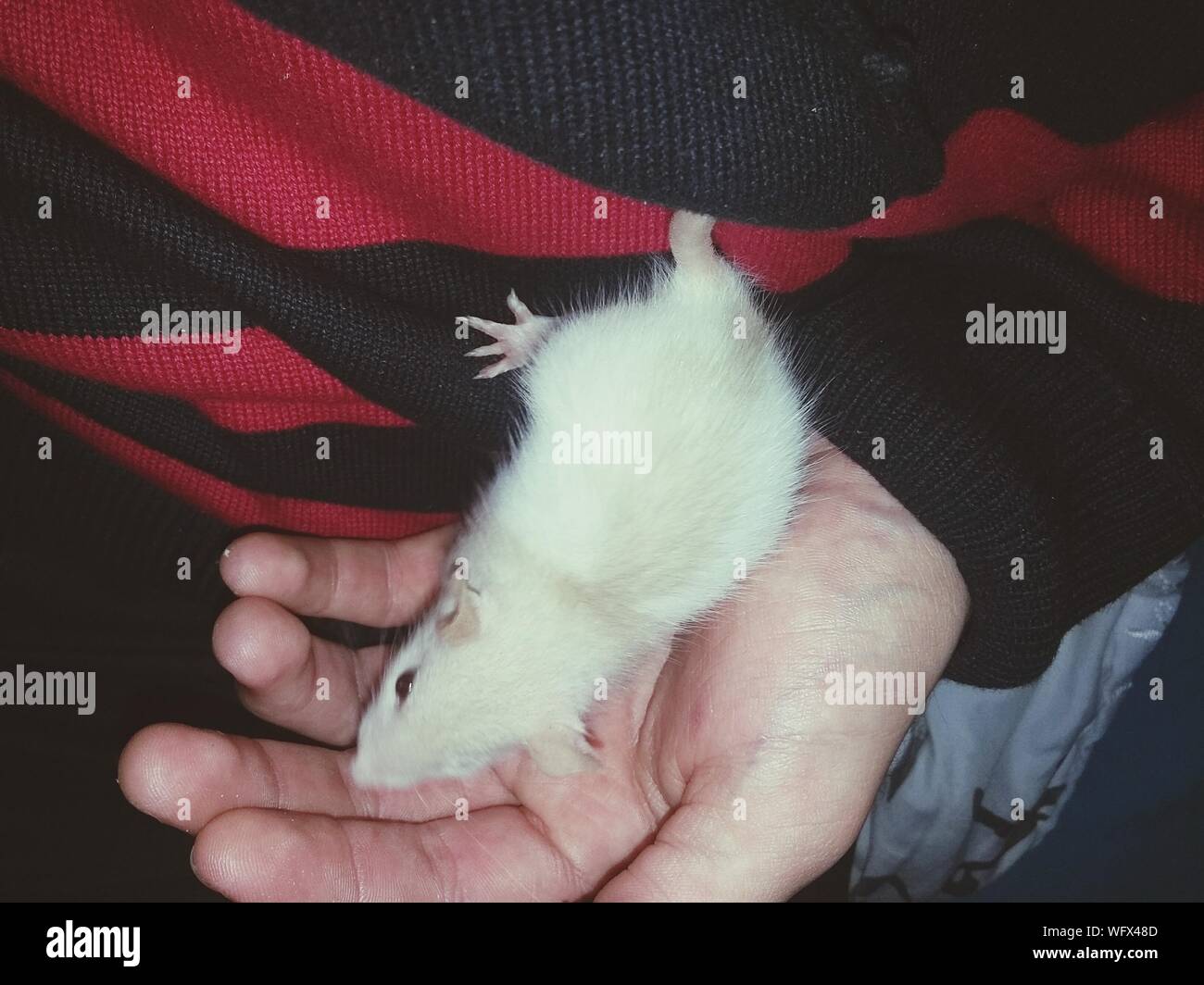 Human Holding White Rat High Resolution Stock Photography and Images ...