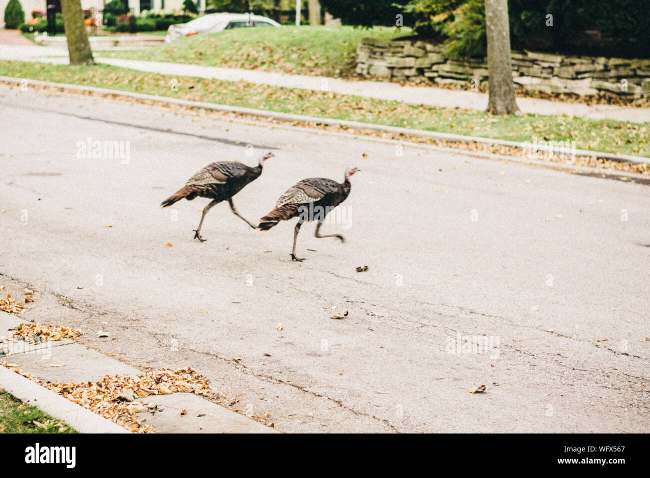Young wild turkeys hi-res stock photography and images - Alamy