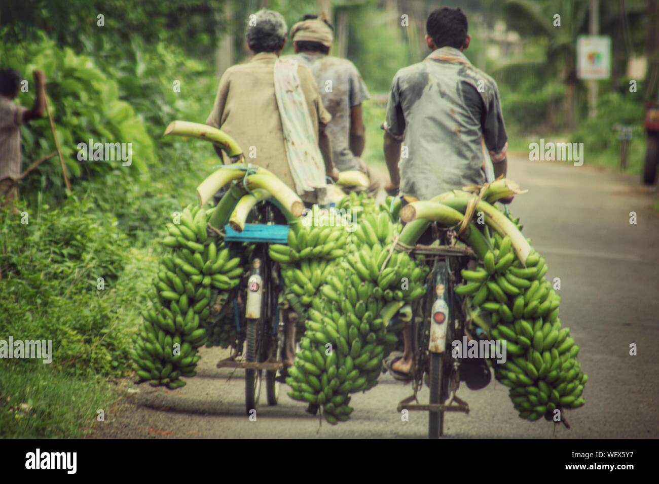 Bananas on bicycle hi-res stock photography and images - Alamy