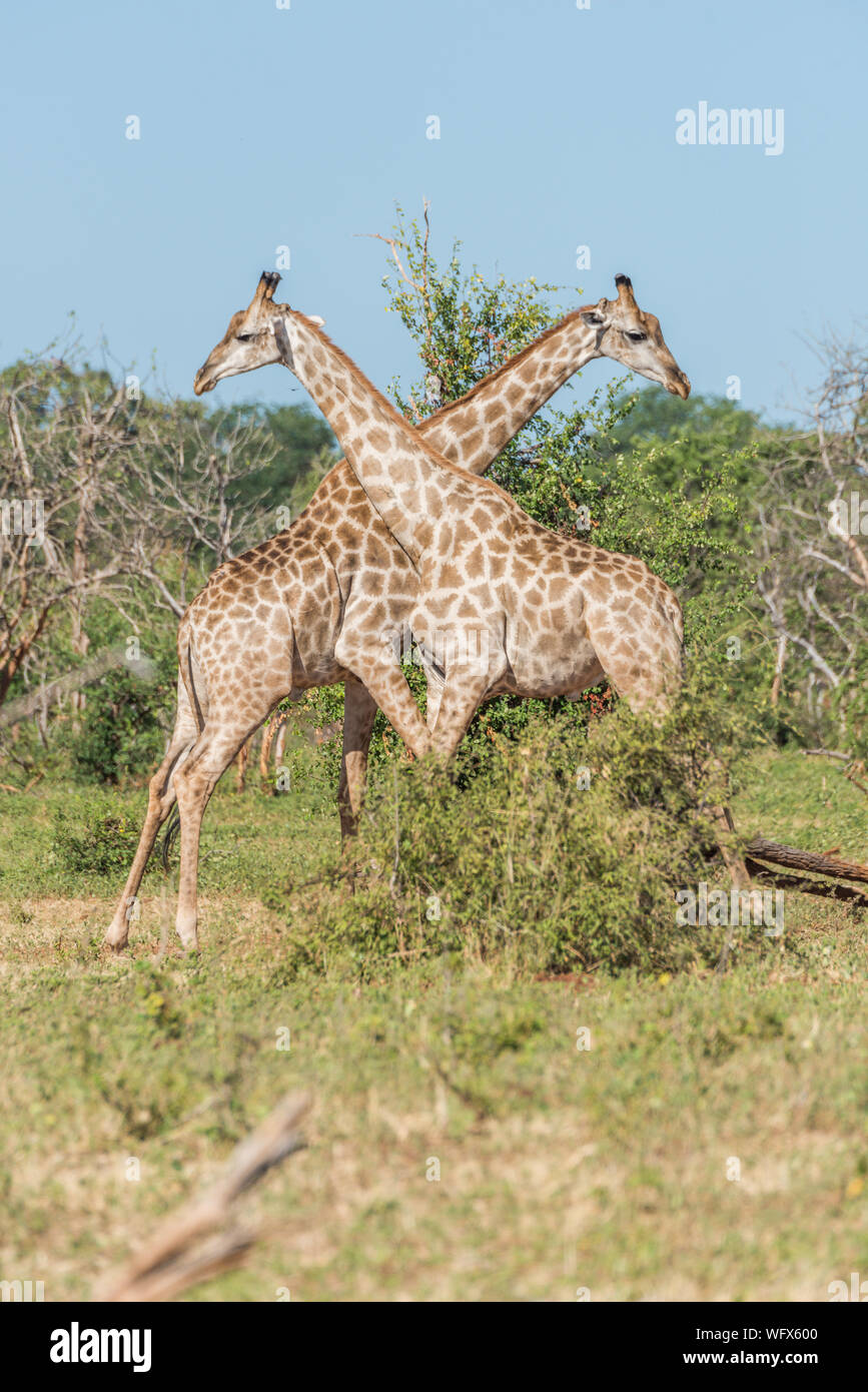 Two male giraffe fighting hi-res stock photography and images - Alamy