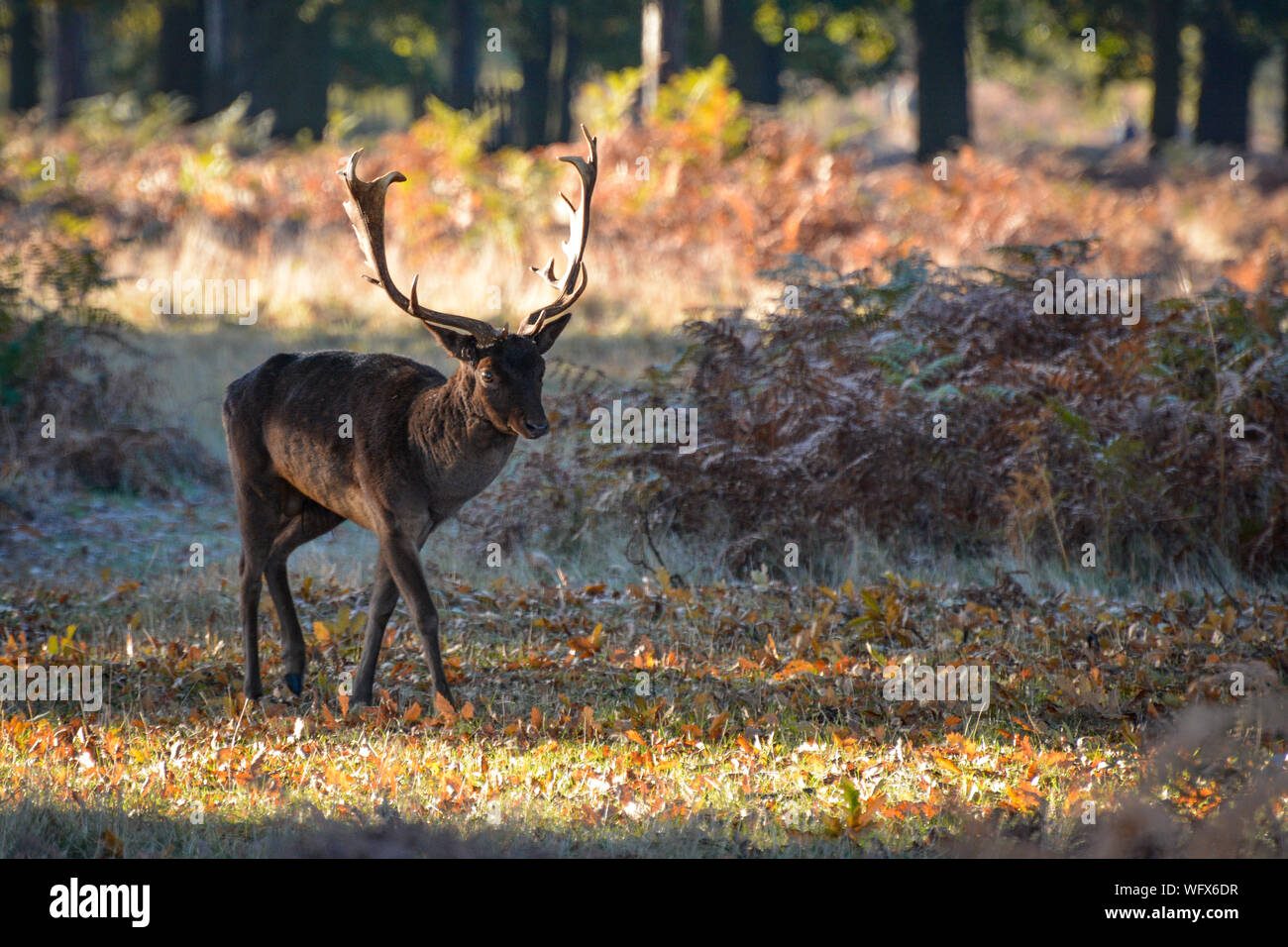 One horned animal hi-res stock photography and images - Alamy