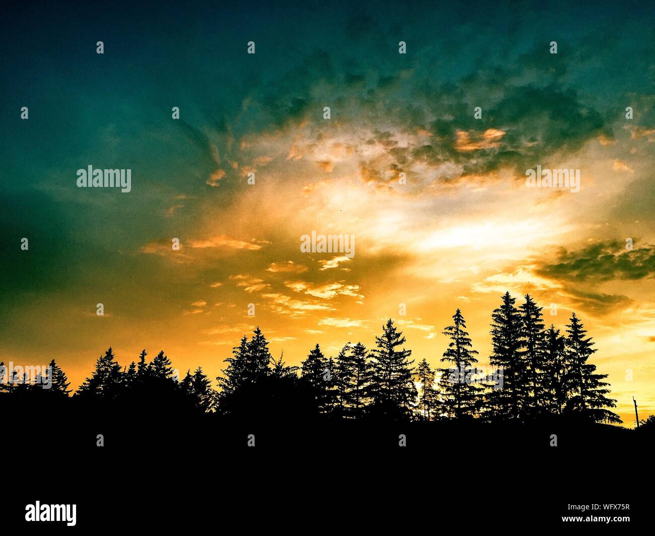 Pine trees and sunset hi-res stock photography and images - Alamy