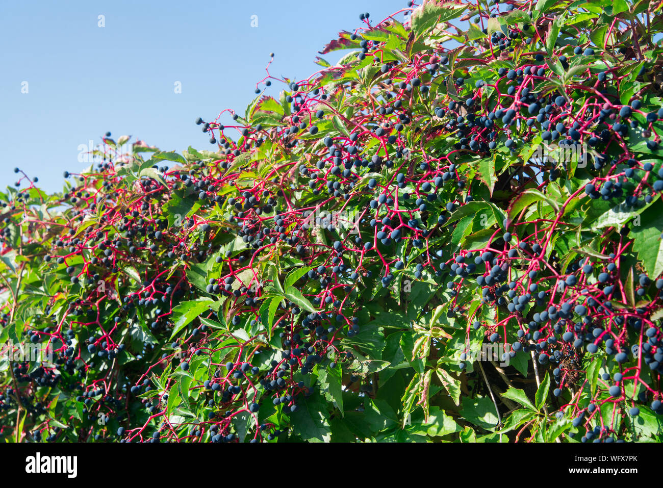 Parthenocissus quinquefolia, Virginia creeper, Victoria creeper berries ...