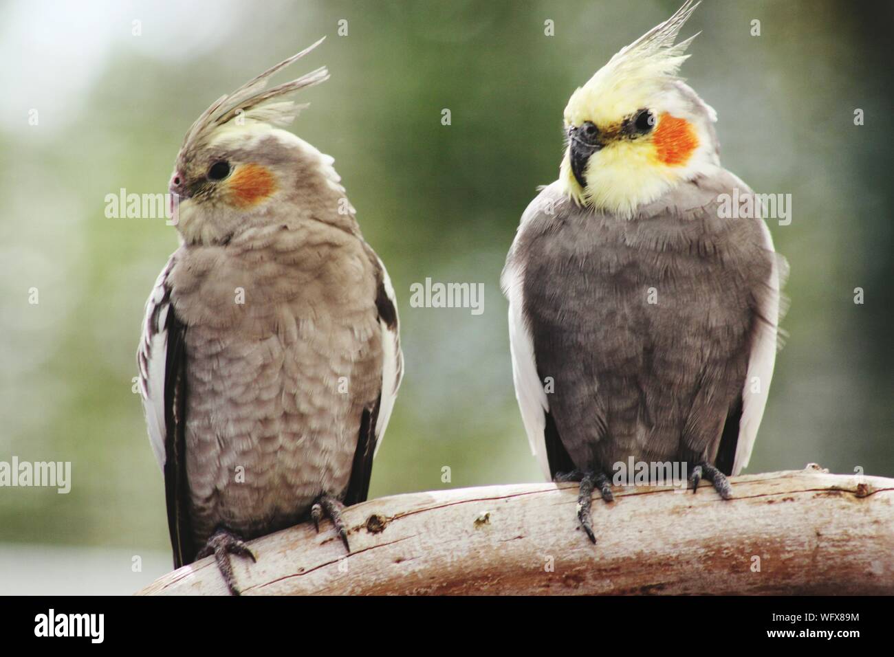 Two cockatiels branch hi-res stock photography and images - Alamy