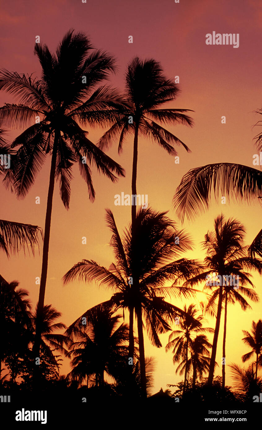 Palm tree sunset in Bali, Indonesia Stock Photo - Alamy