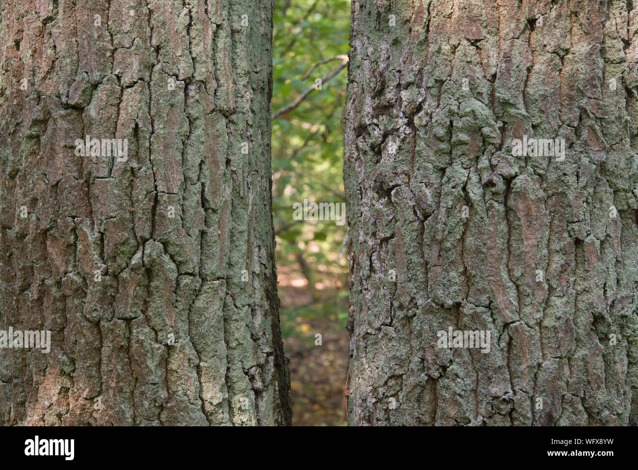 Polish tree trunks hi-res stock photography and images - Alamy