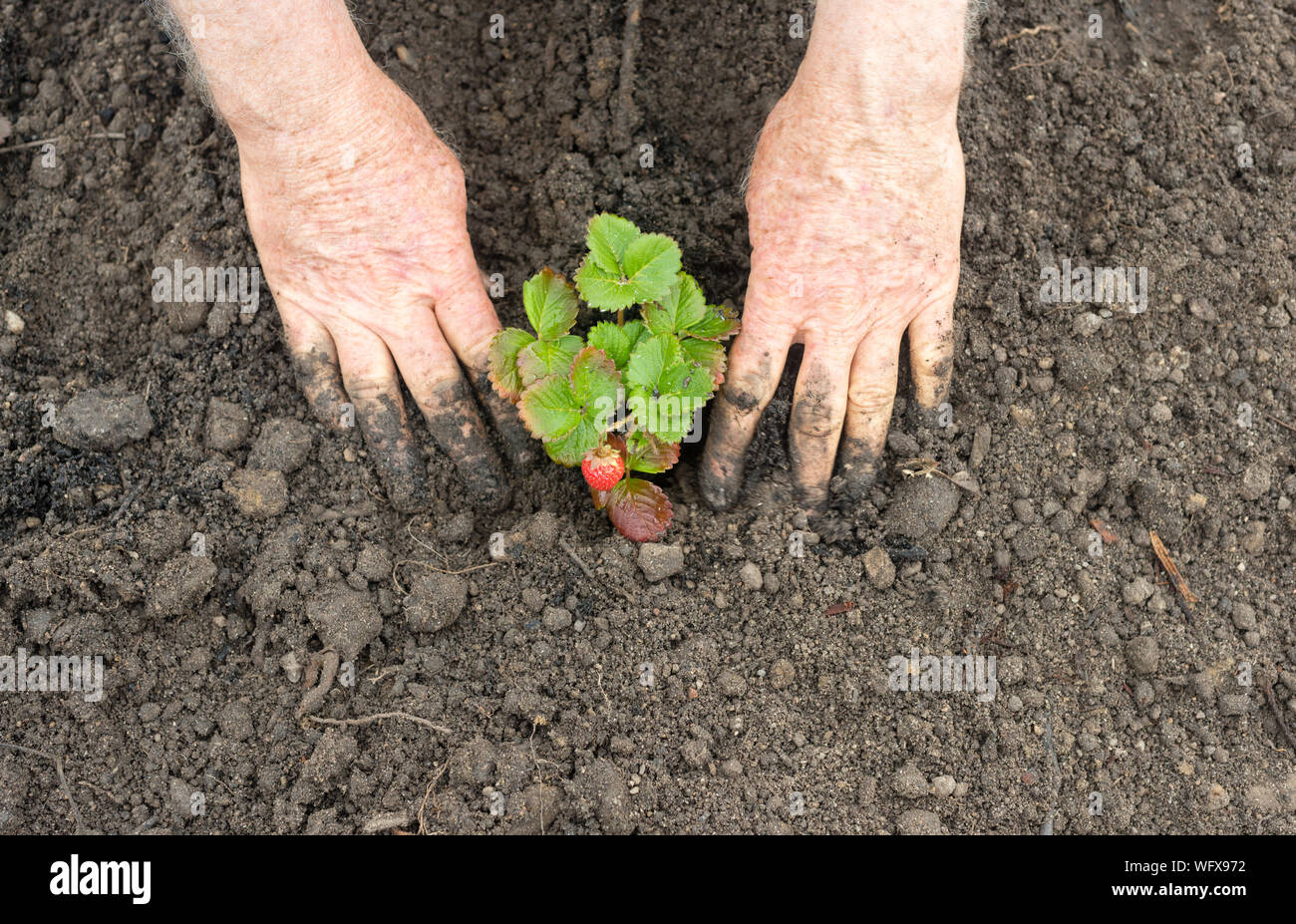 Planting strawberry hi-res stock photography and images - Alamy