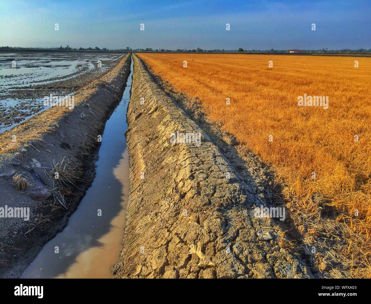 Paddy field irrigation hi-res stock photography and images - Alamy