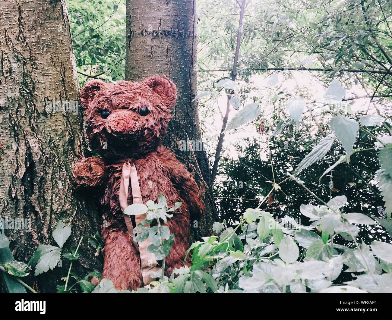 Brown teddy hi-res stock photography and images - Alamy