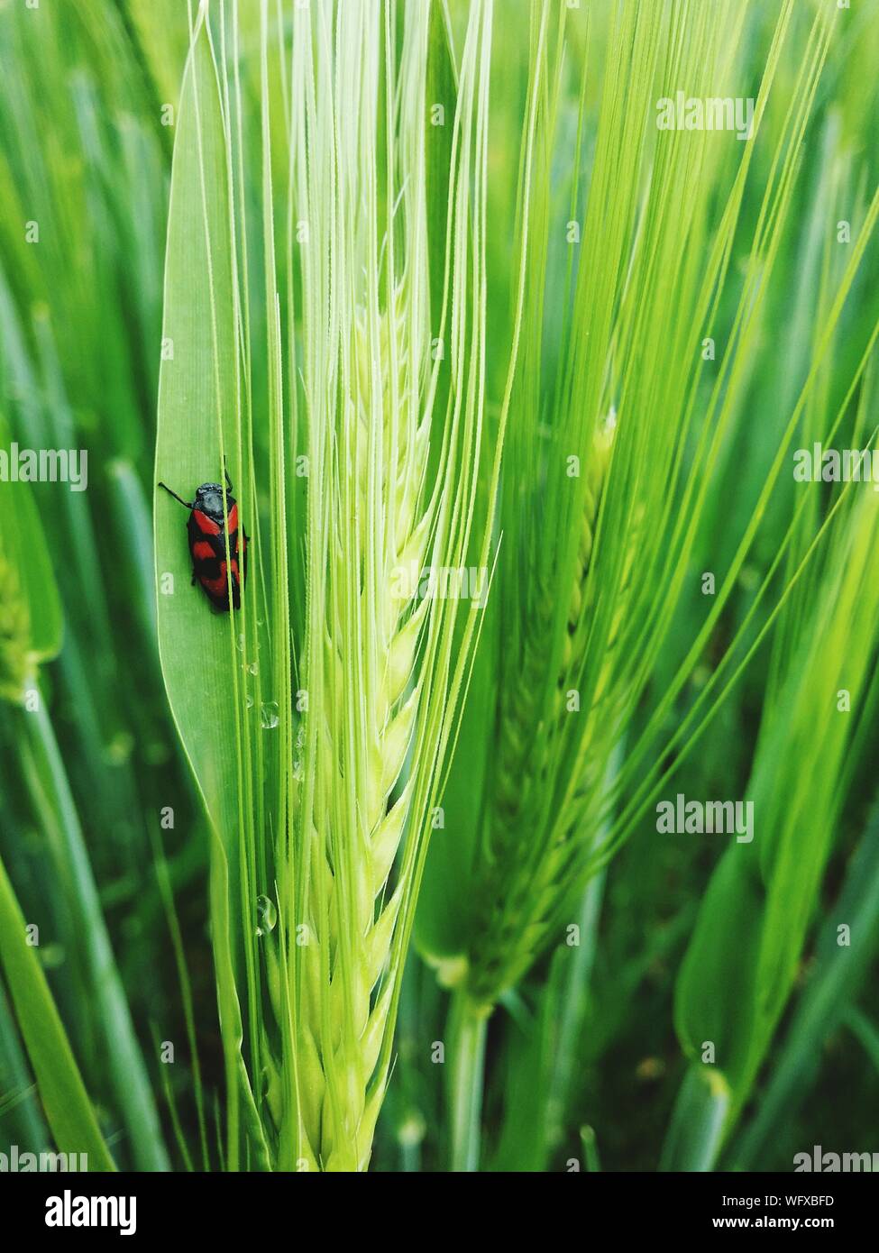 Water drop on beetle hi-res stock photography and images - Alamy