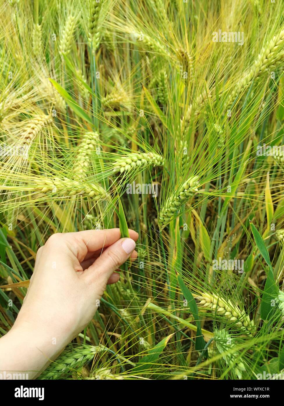 Hand holding crop hi-res stock photography and images - Alamy